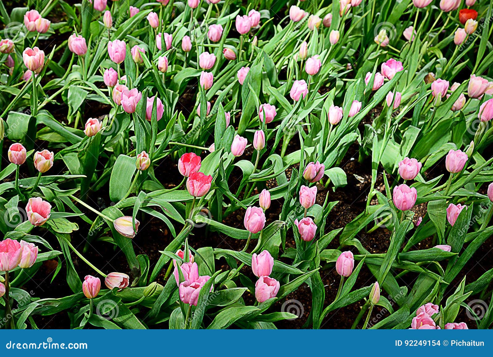 Tulpen stockfoto. Bild von lilie, garten, blumen, betrieb - 92249154