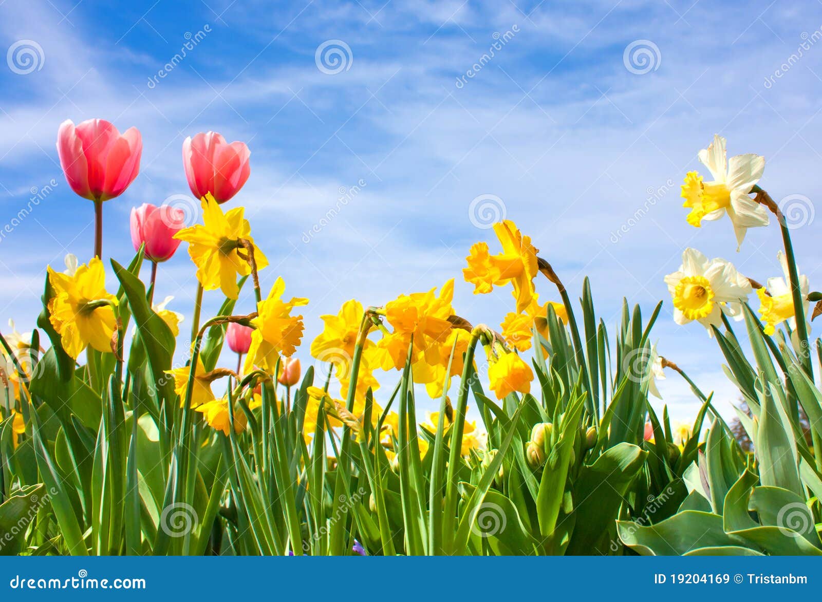 Tulpen en Narcissen stock afbeelding. Image of macro - 19204169