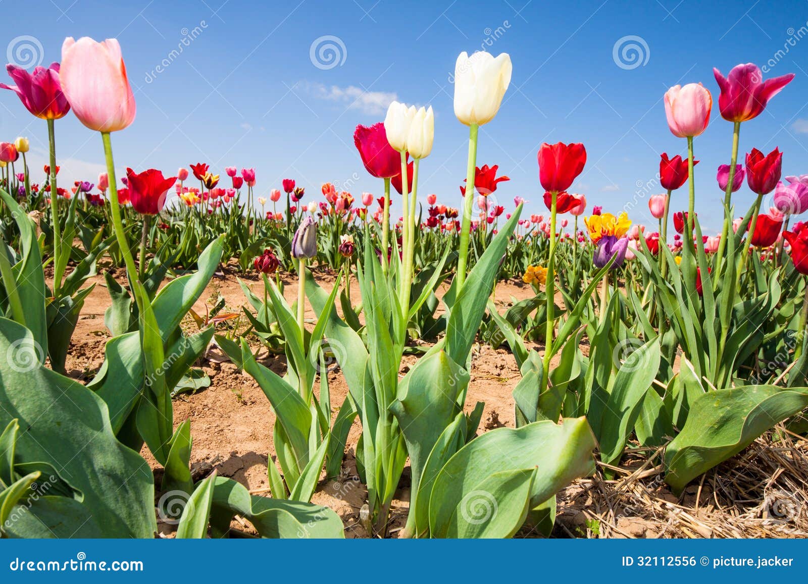 Tulpenfeld in Frühsommer 2 stockfoto. Bild von blume - 32112556
