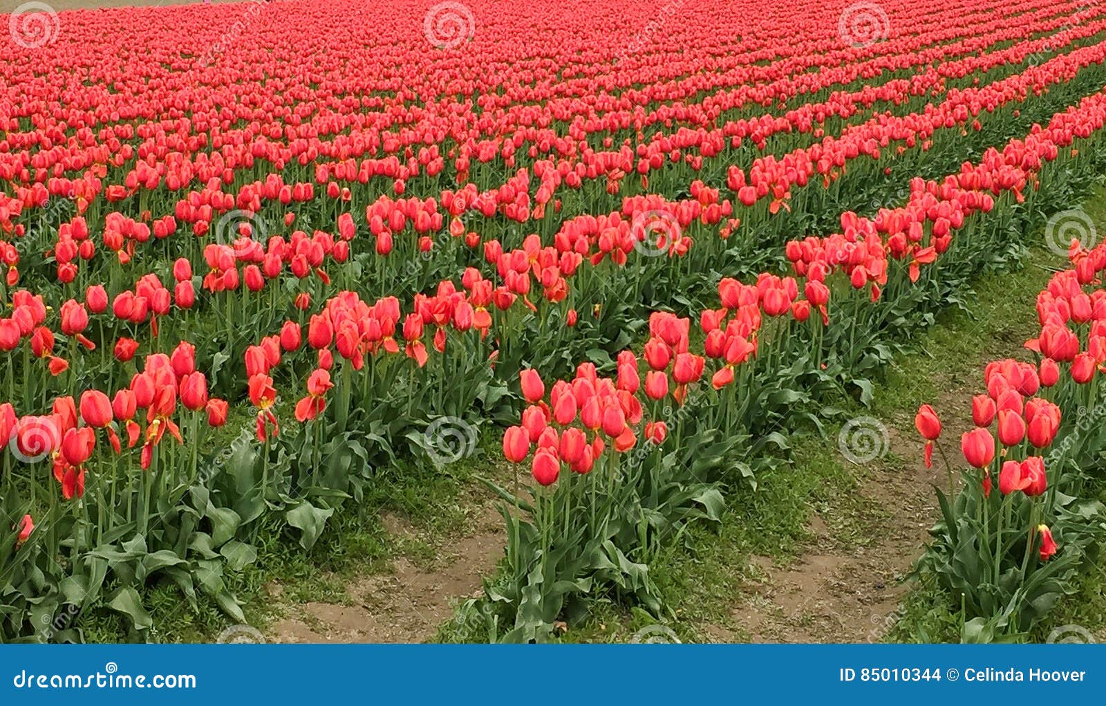 Tulpenfelder stockfoto. Bild von washington, fest, felder - 85010344