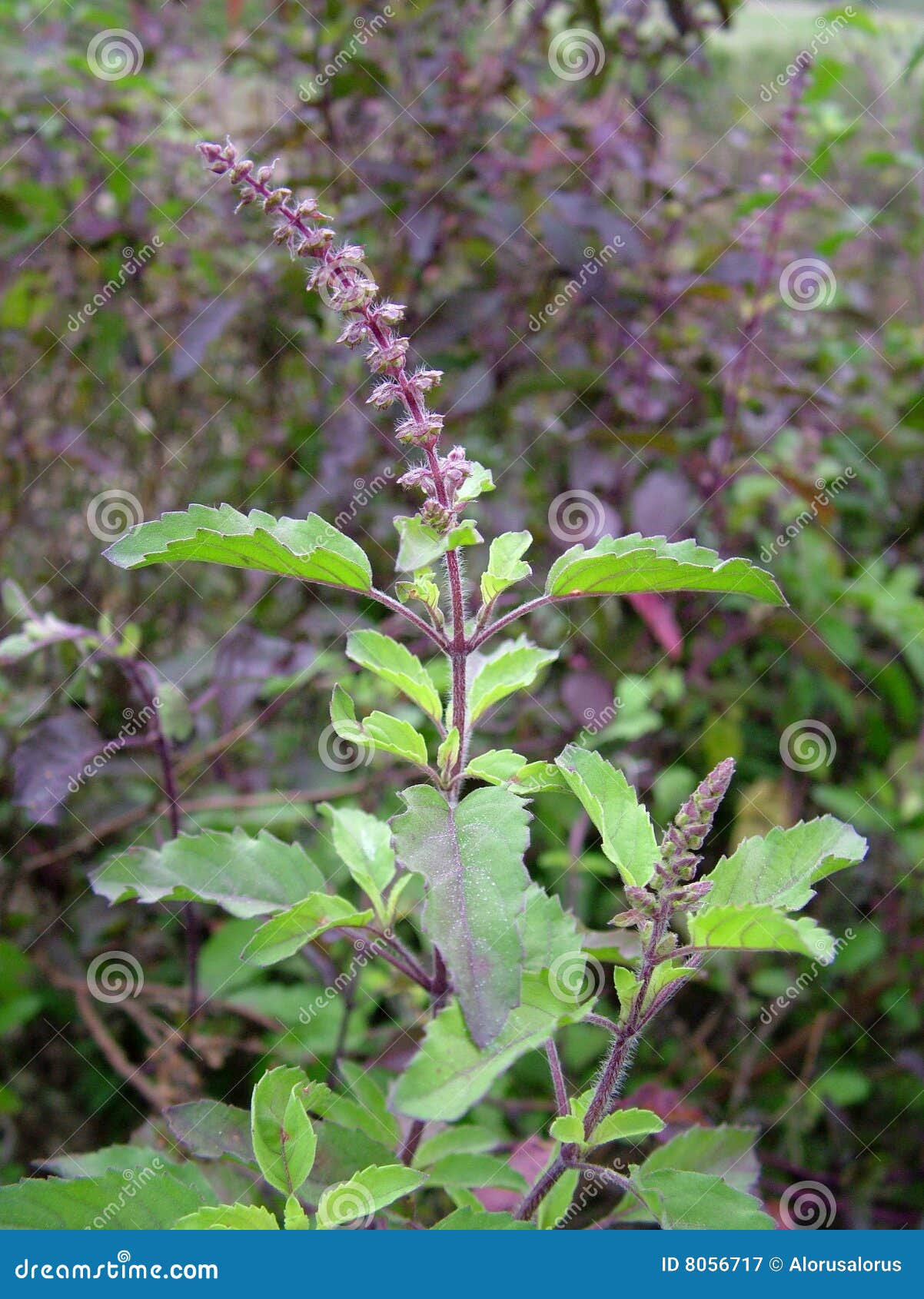 Tulsi imagen de archivo. Imagen de decorativo, asia, elemento - 8056717