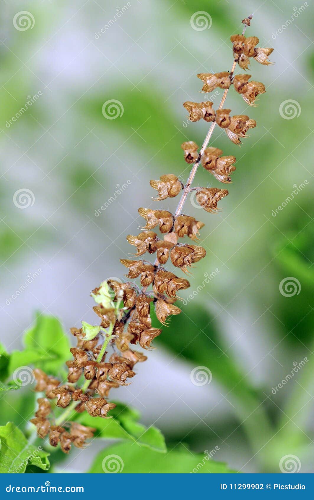 Tulsi(basil) seeds stock photo. Image of abstract, dharma - 11299902