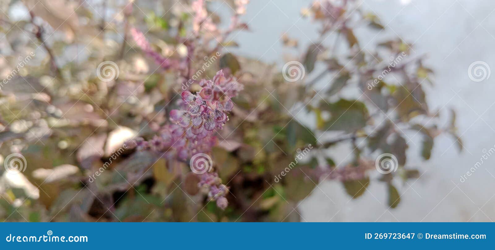 Tulsi in the White Background. Stock Image - Image of wildflower, herb ...