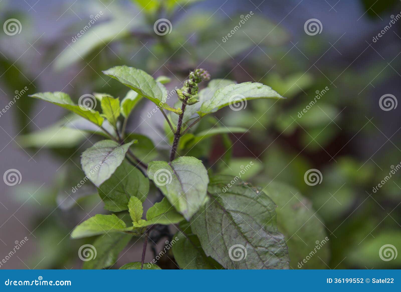 Tulsi stock photo. Image of leaf, leaves, freshness, herb - 36199552