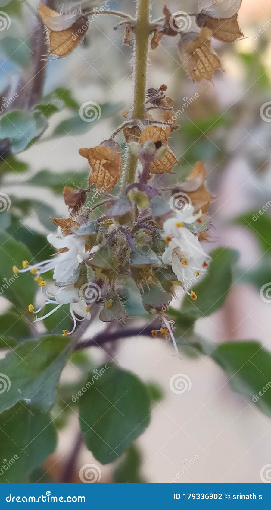 TULSI FLOWER CLOSEUP Beautiful Stock Photo - Image of tulsi, closeup ...