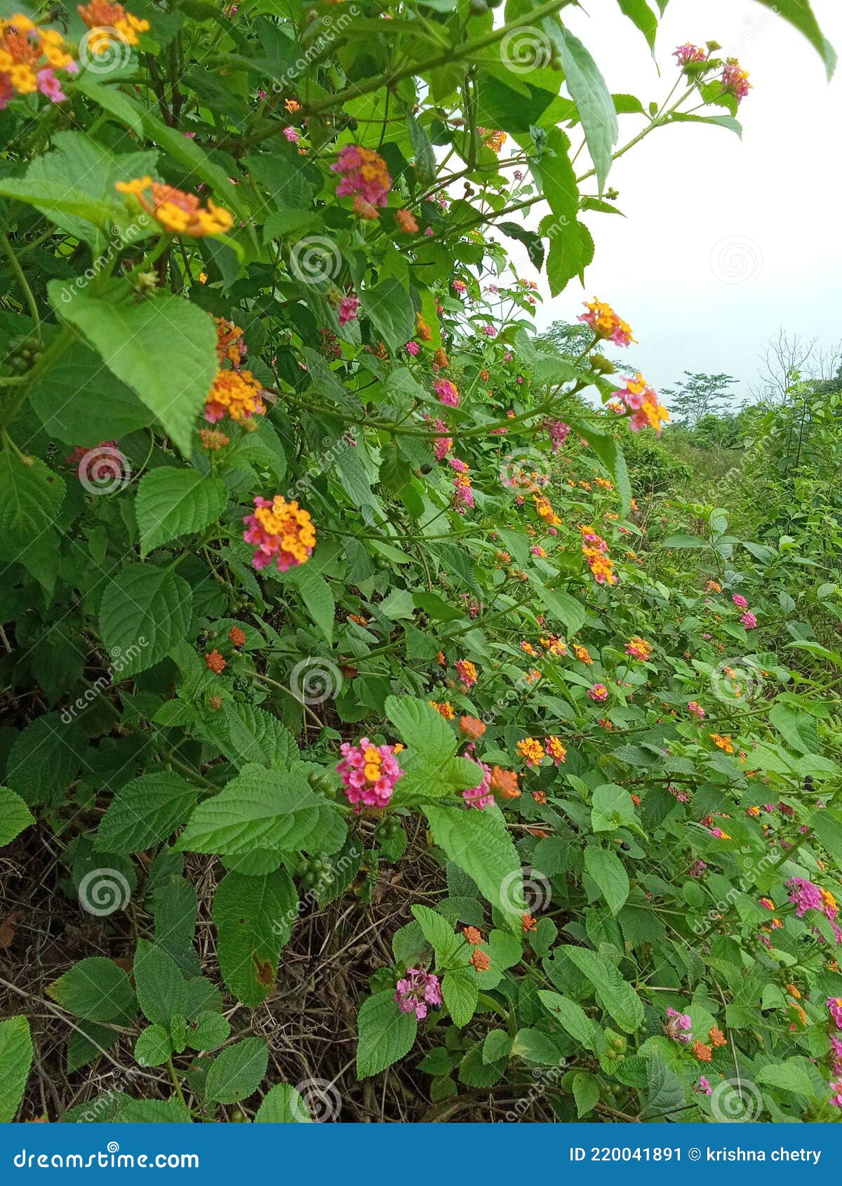 Tulsi flower Netural stock image. Image of natural, flower - 220041891