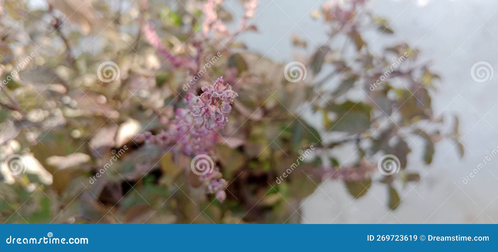 Tulsi flower on the strand stock image. Image of purple - 269723619