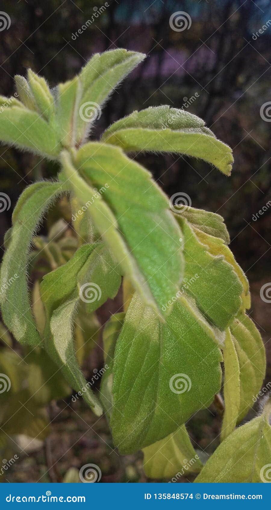 Tulsi stock photo. Image of hindus, goddesses, mata - 135848574