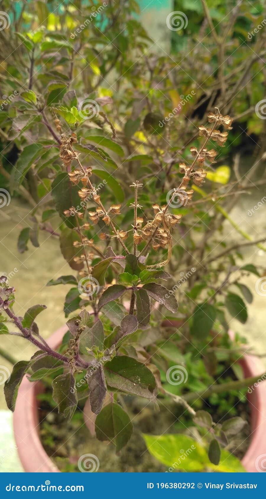 Tulsi herbs seeds stock photo. Image of tulsi, plants - 196380292