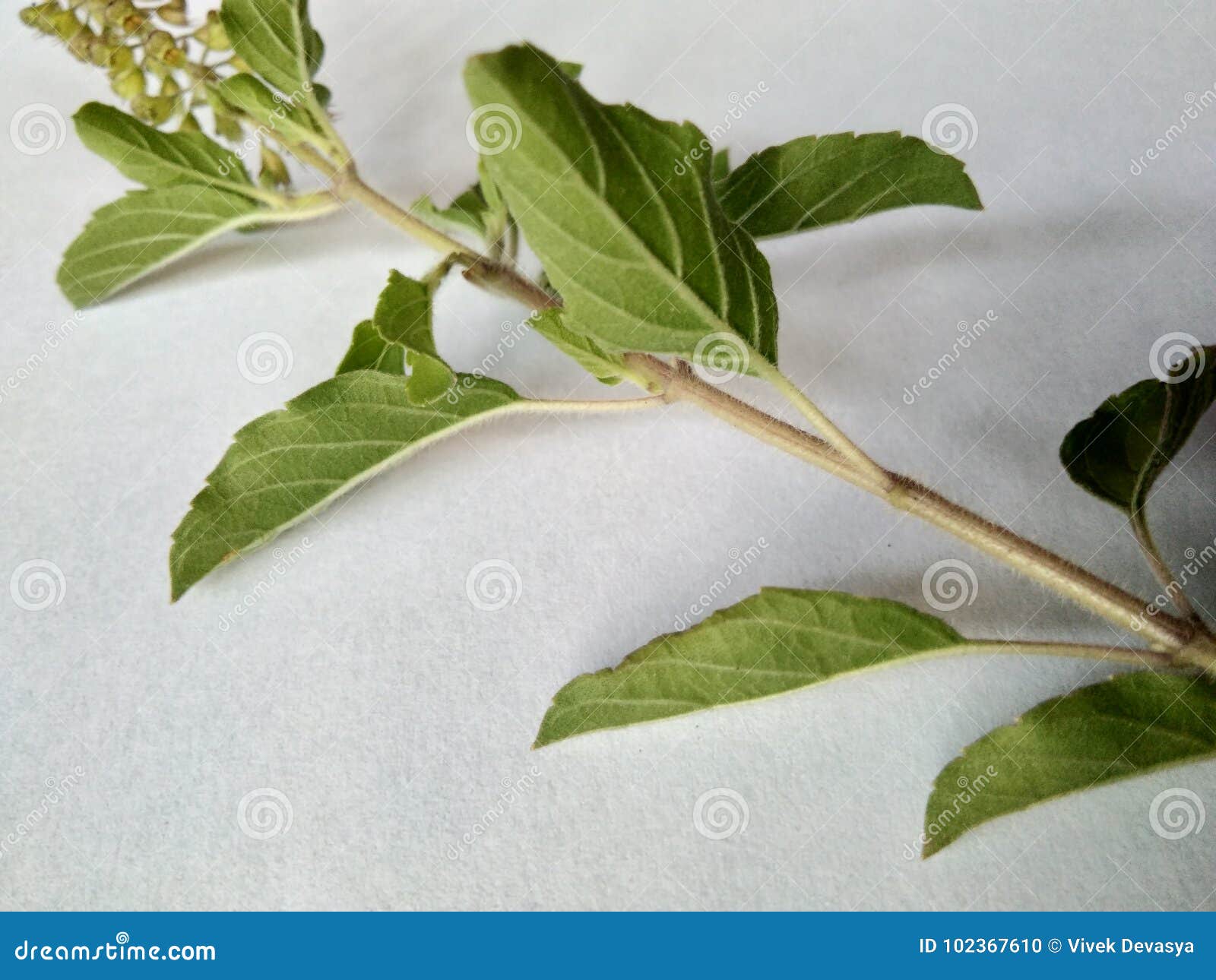 Tulsi stock photo. Image of ayurveda, call, credit, flower - 102367610