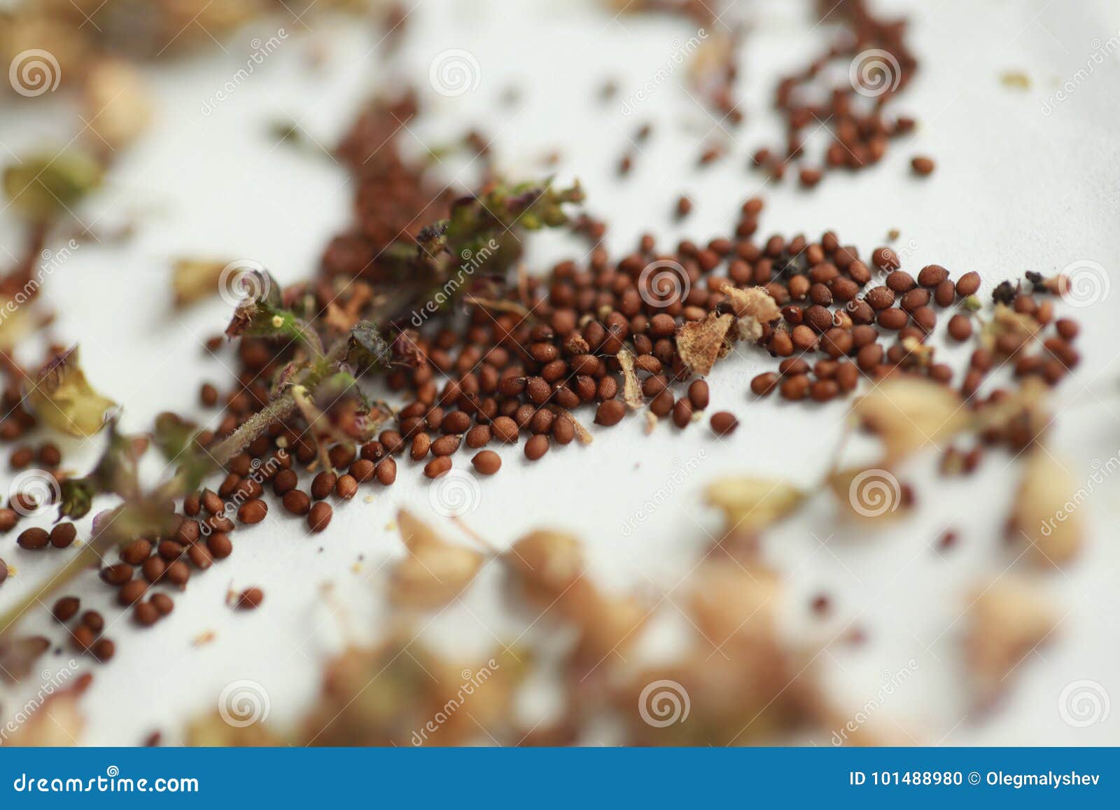 Tulsi Holy Basil Seeds Natural Herb Aurveda Stock Photo - Image of ...