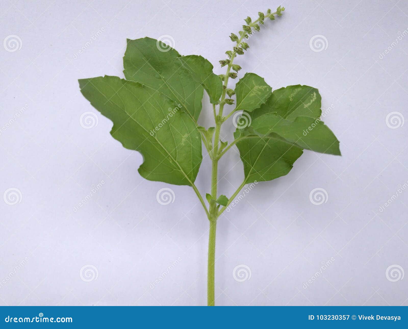 Tulsi leafs stock image. Image of goddess, hindu, flowers - 103230357