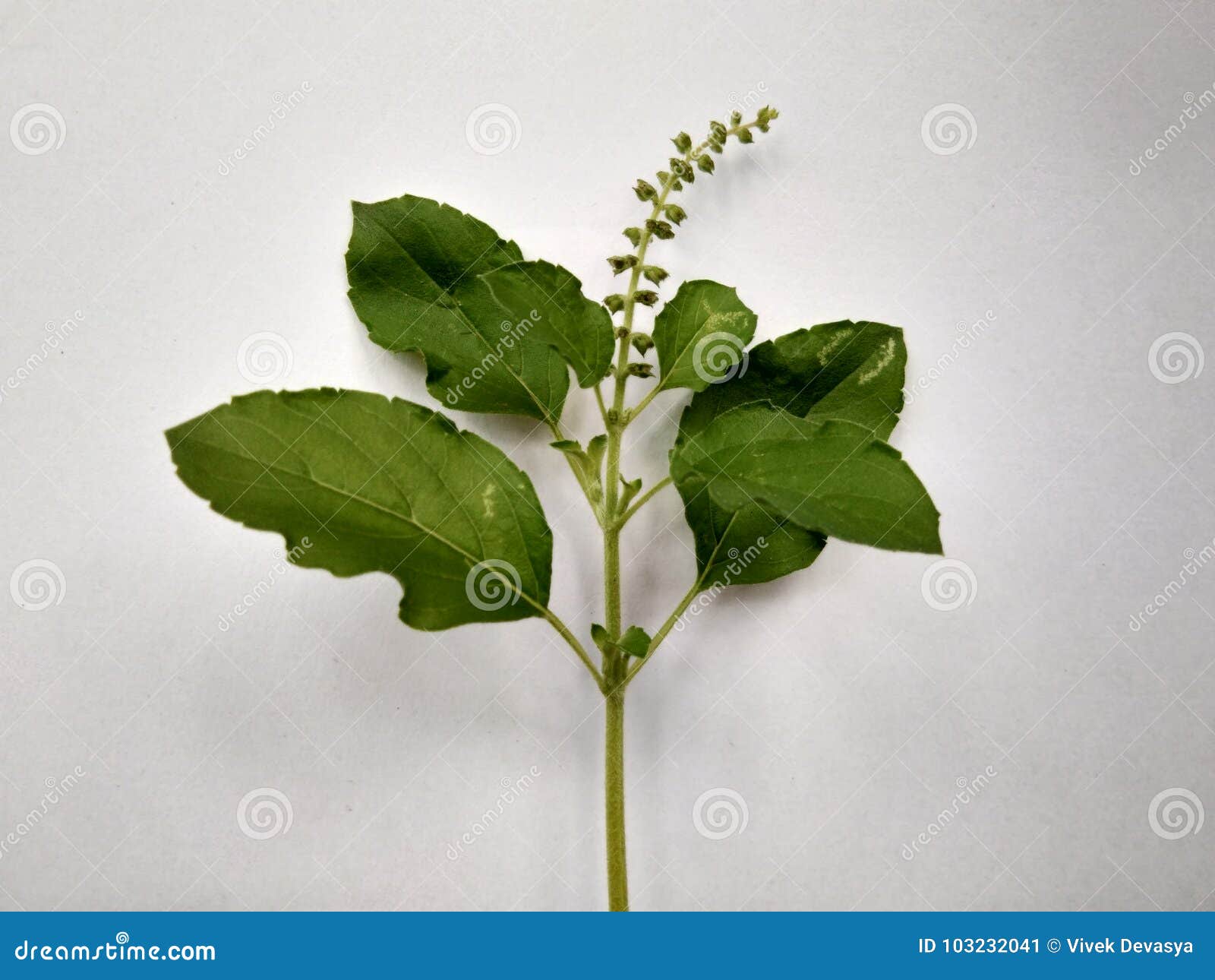 Tulsi leafs stock image. Image of fresh, ayurveda, house - 103232041