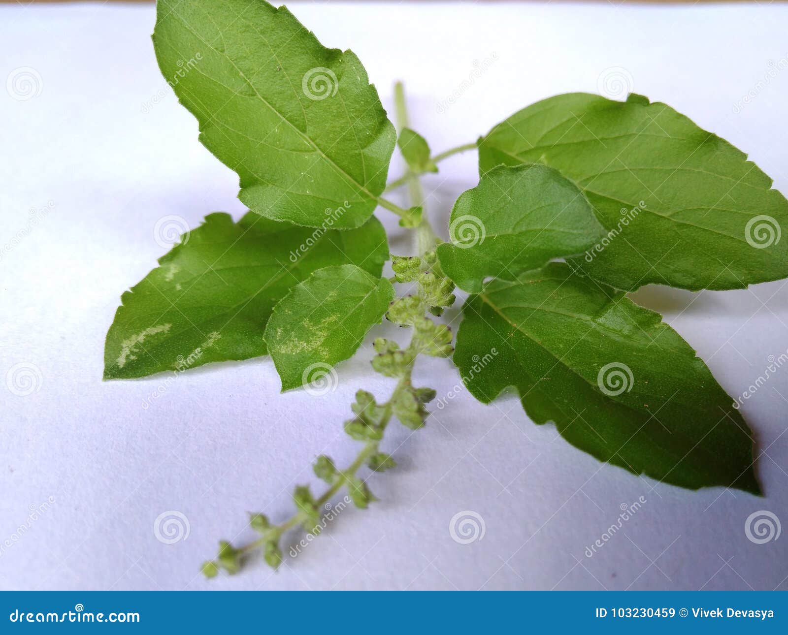 Tulsi leafs stock image. Image of costly, ayurveda, essential - 103230459