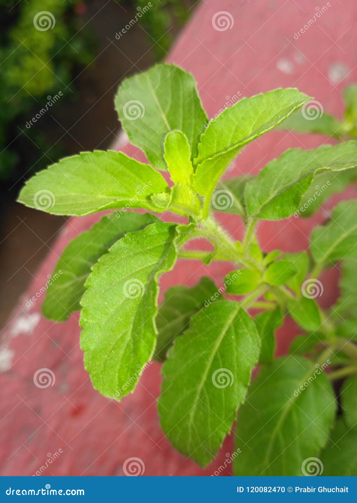 Tulsi stock photo. Image of leaves, tulsi, tree - 120082470