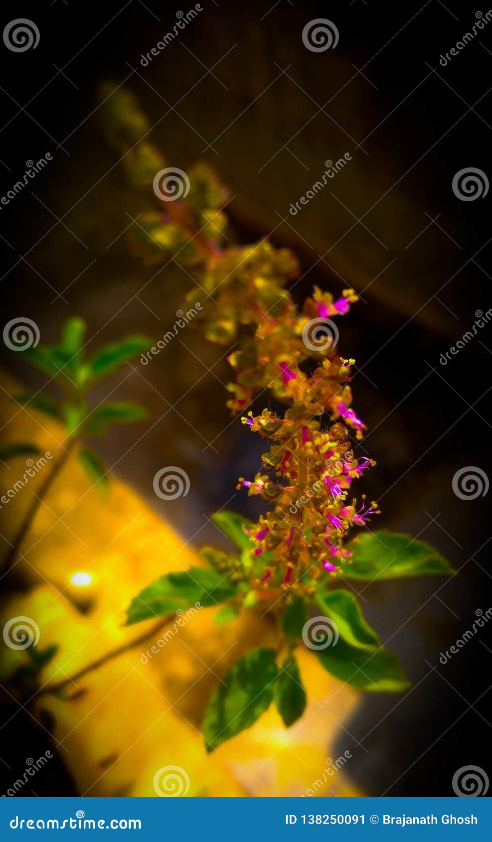 Tulsi Manjari stock image. Image of plant, flower, manjari - 138250091
