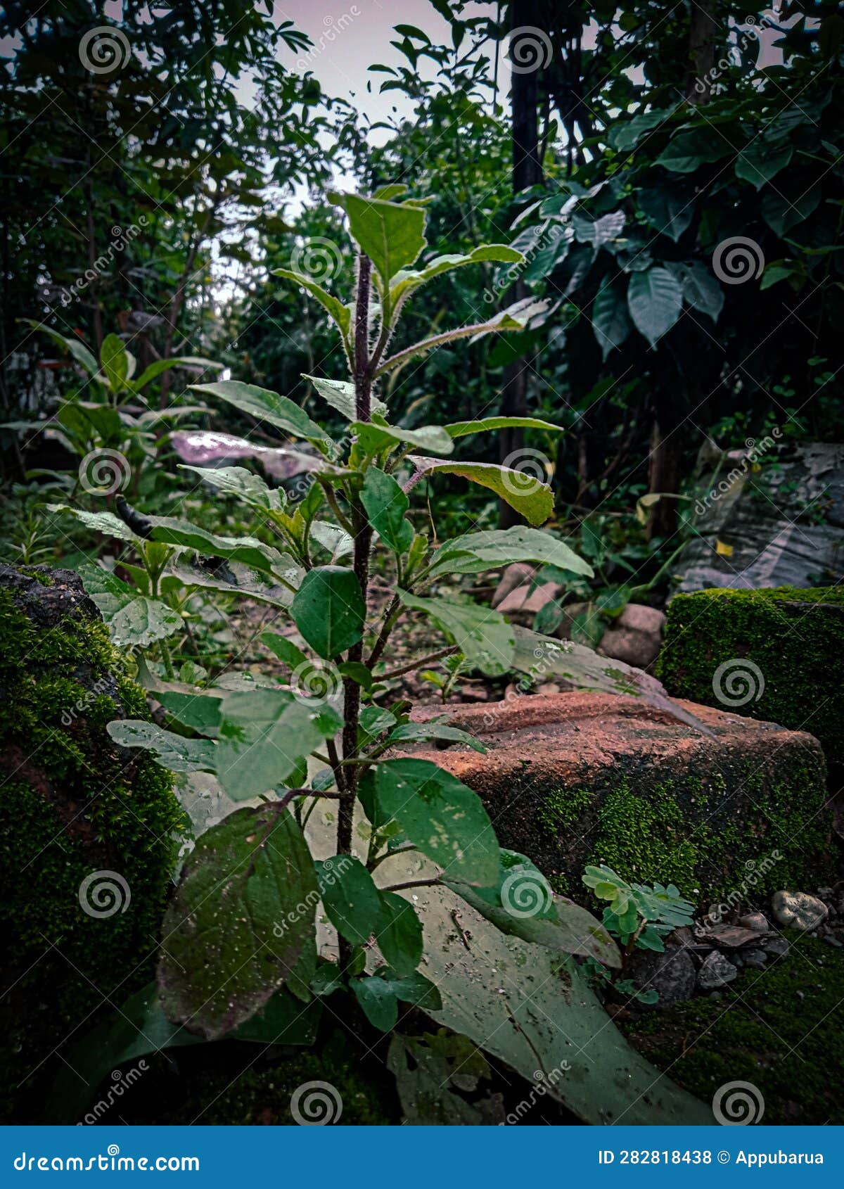 Tulsi medicinal plant stock photo. Image of nature, exposure - 282818438