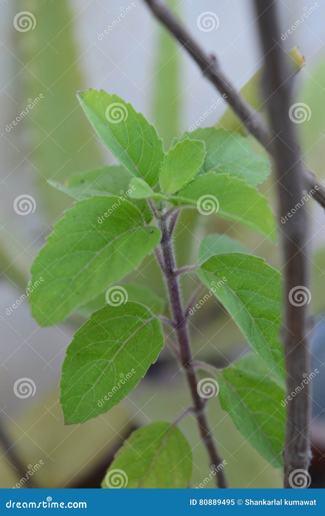 Tulsi stock image. Image of twig, sweet, medicinal, herb - 80889495