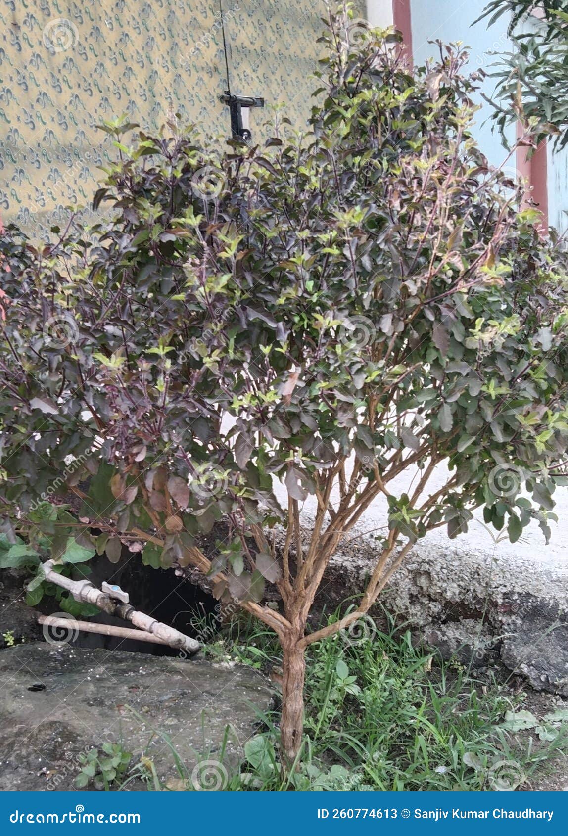 Tulsi ped besil Plant stock image. Image of berry, leaf - 260774613