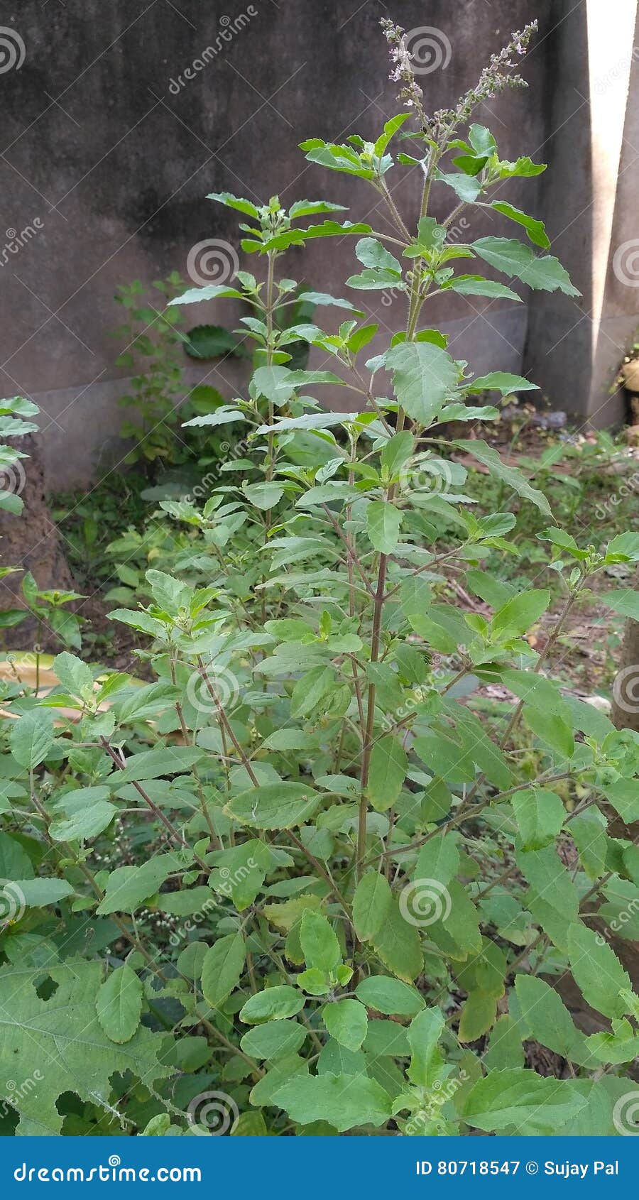 Tulsi plant stock image. Image of good, ayurvedic, plant - 80718547