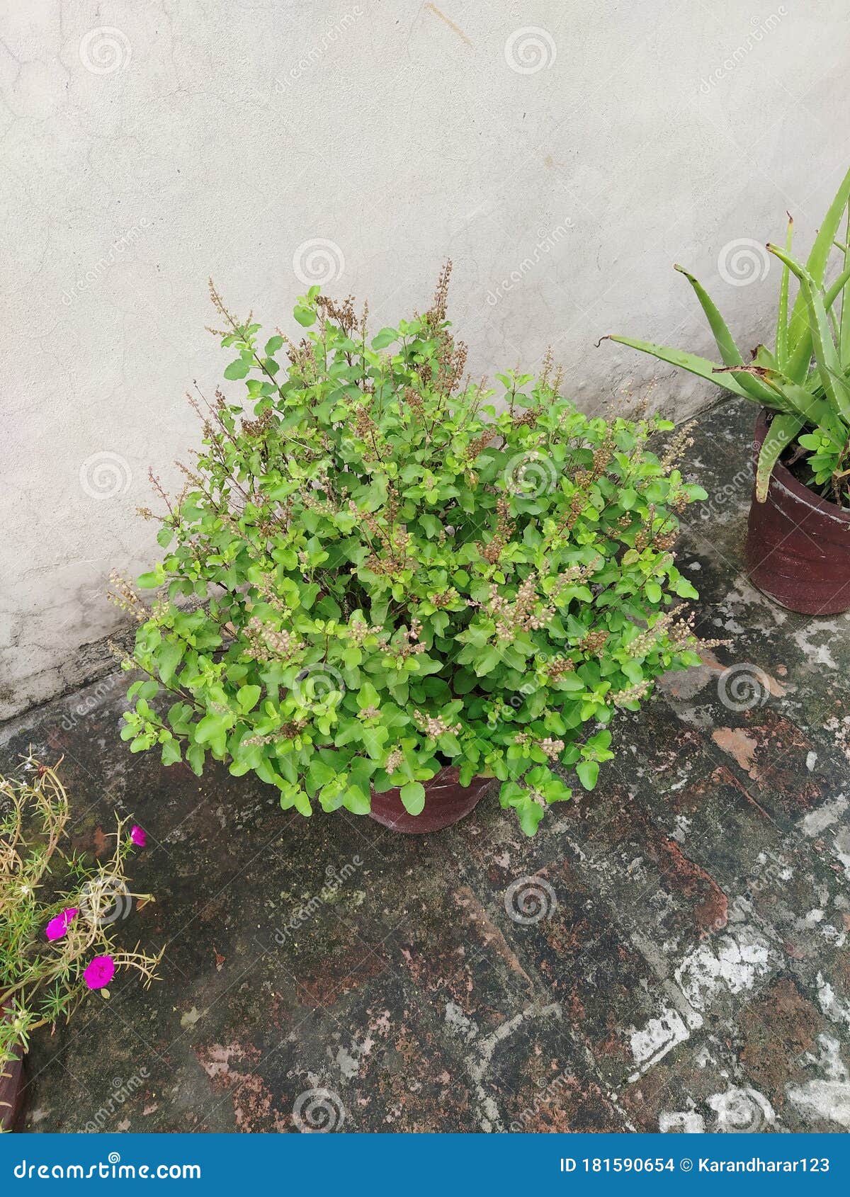 Tulsi Plant in an Indian in a Pot Stock Photo - Image of colour, love ...