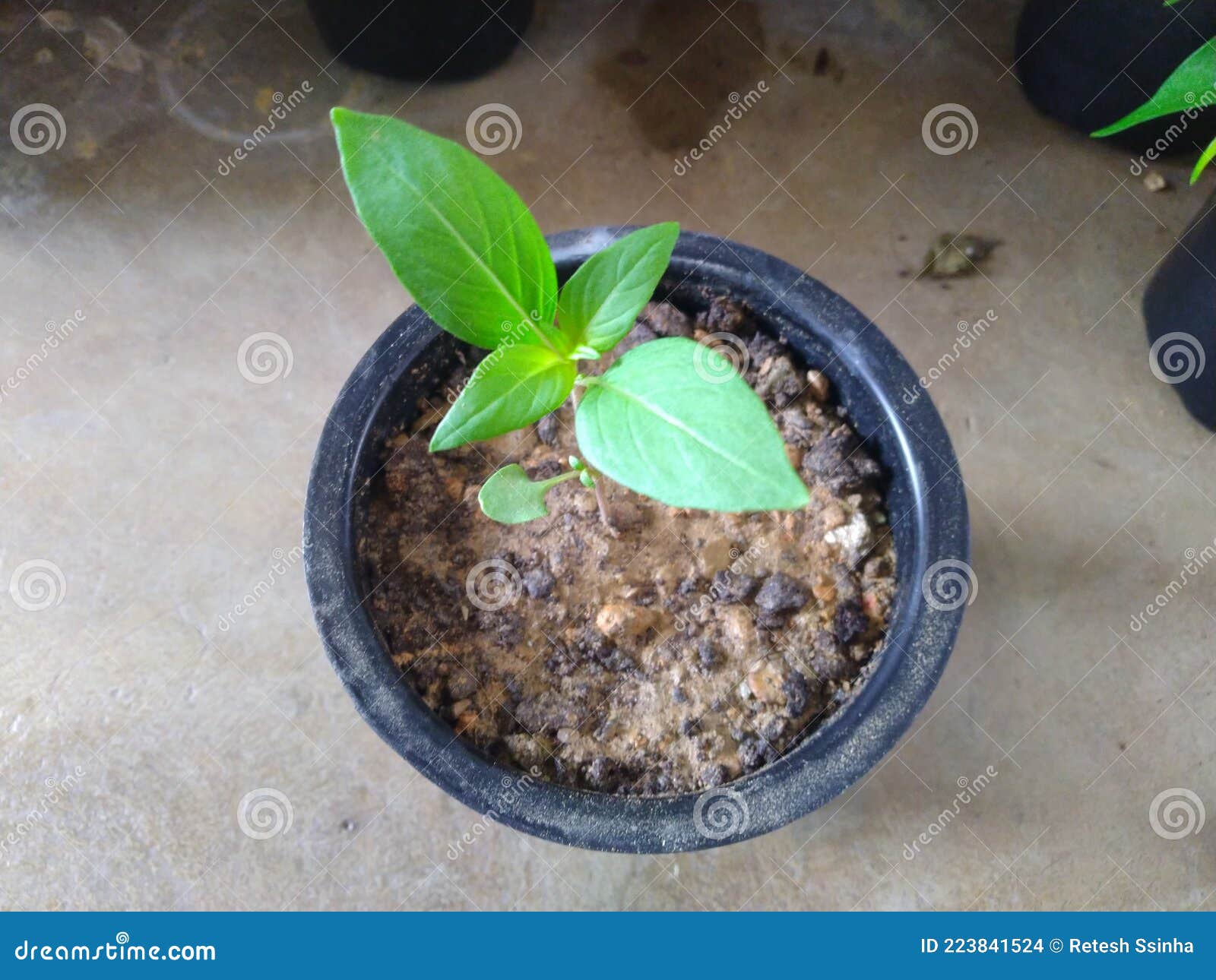 Tulsi plant seedling stock photo. Image of seedling - 223841524