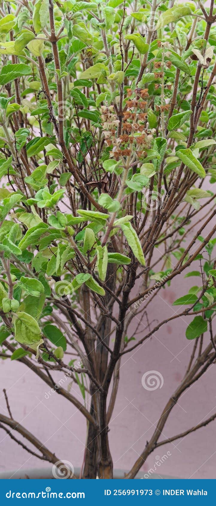 Tulsi plant tree stock image. Image of food, evergreen - 256991973