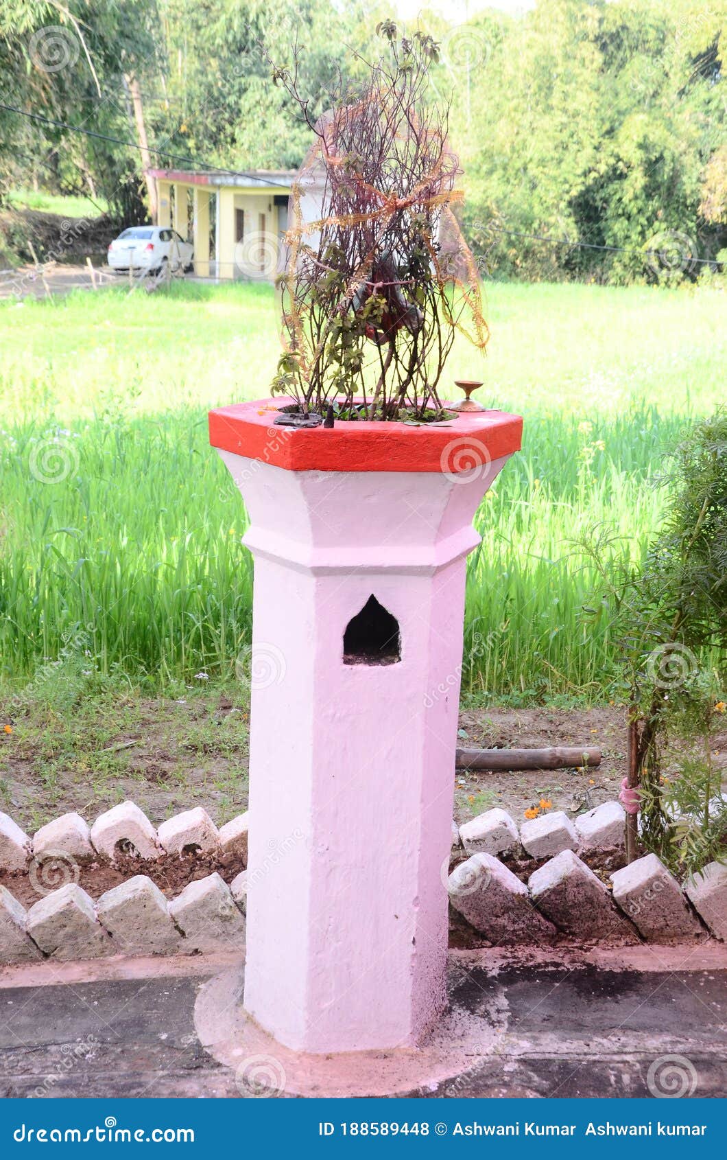 Tulsi Plnt in Home Garden India Stock Photo - Image of flowerpot, yard ...