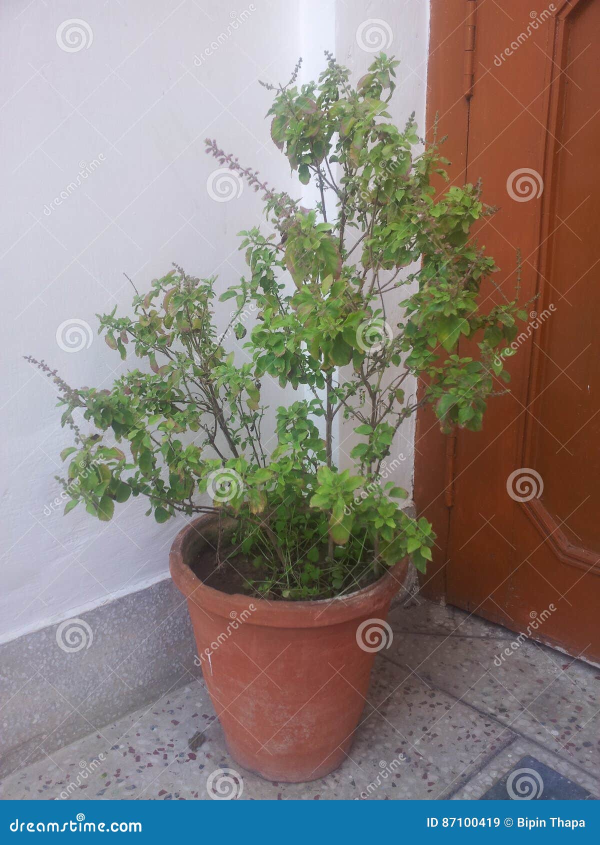 Tulsi Real Tree from in India Stock Image - Image of beautiful, india ...