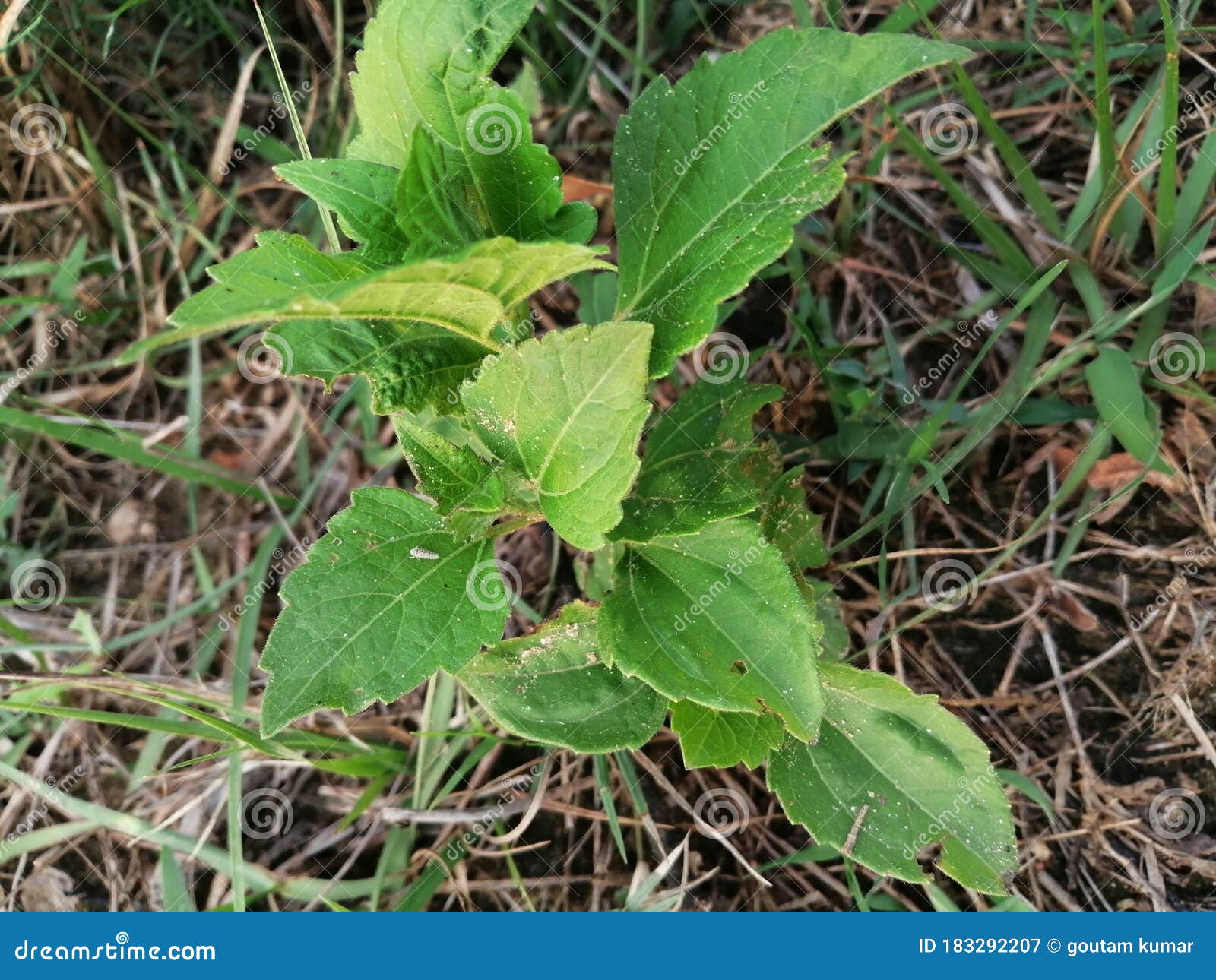 Tulsi tree plant stock image. Image of plan, vegetable - 183292207