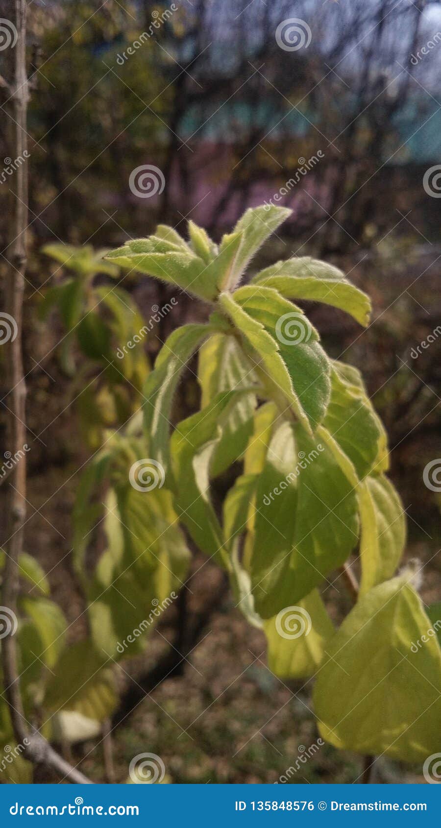 Tulsi stock photo. Image of mata, tulsi, goddess, hindus - 135848576
