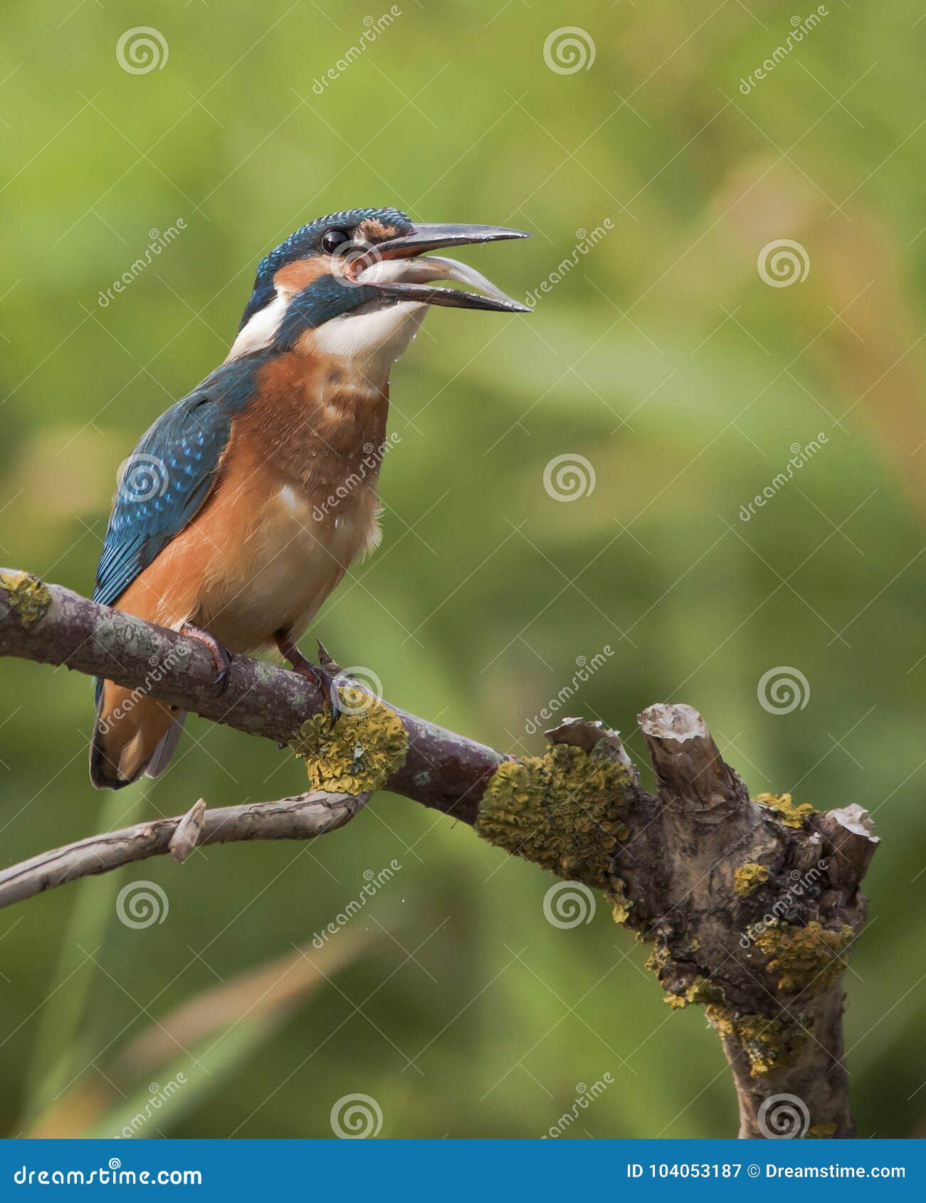 Sweating stock image. Image of beak, white, robin, wildlife - 104053187