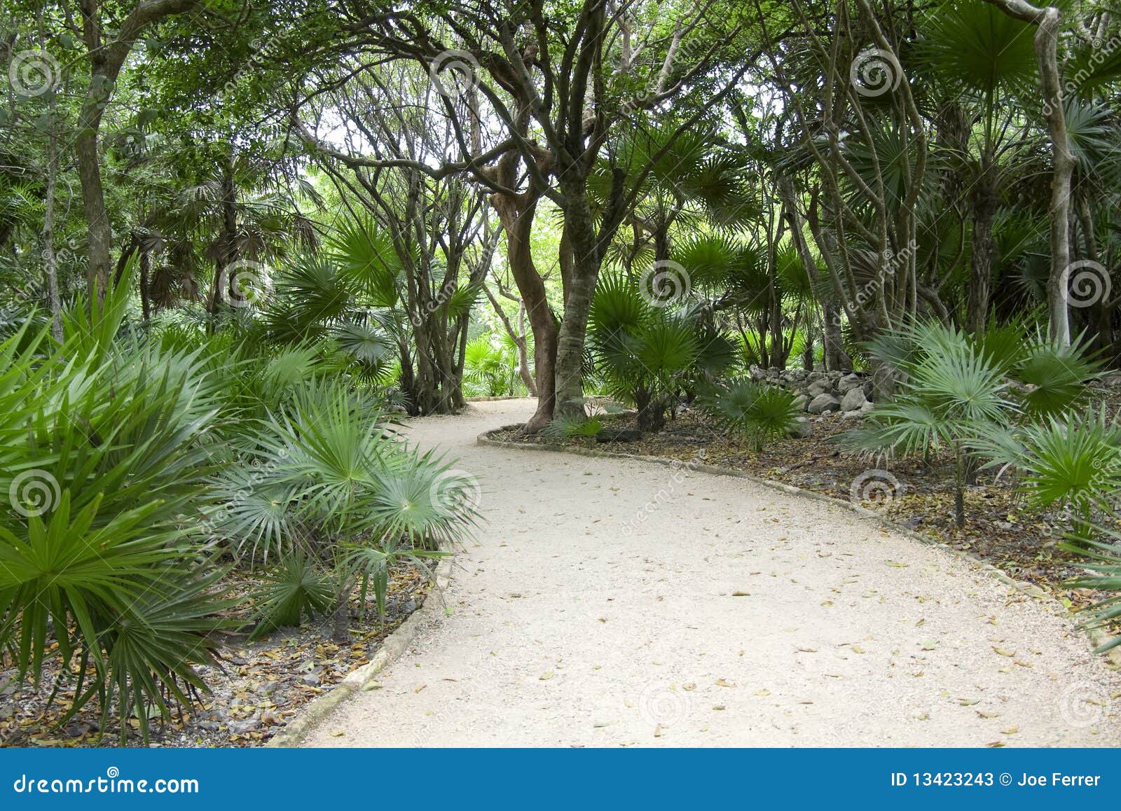 Tulum Jungle Walkway stock image. Image of growth, path - 13423243