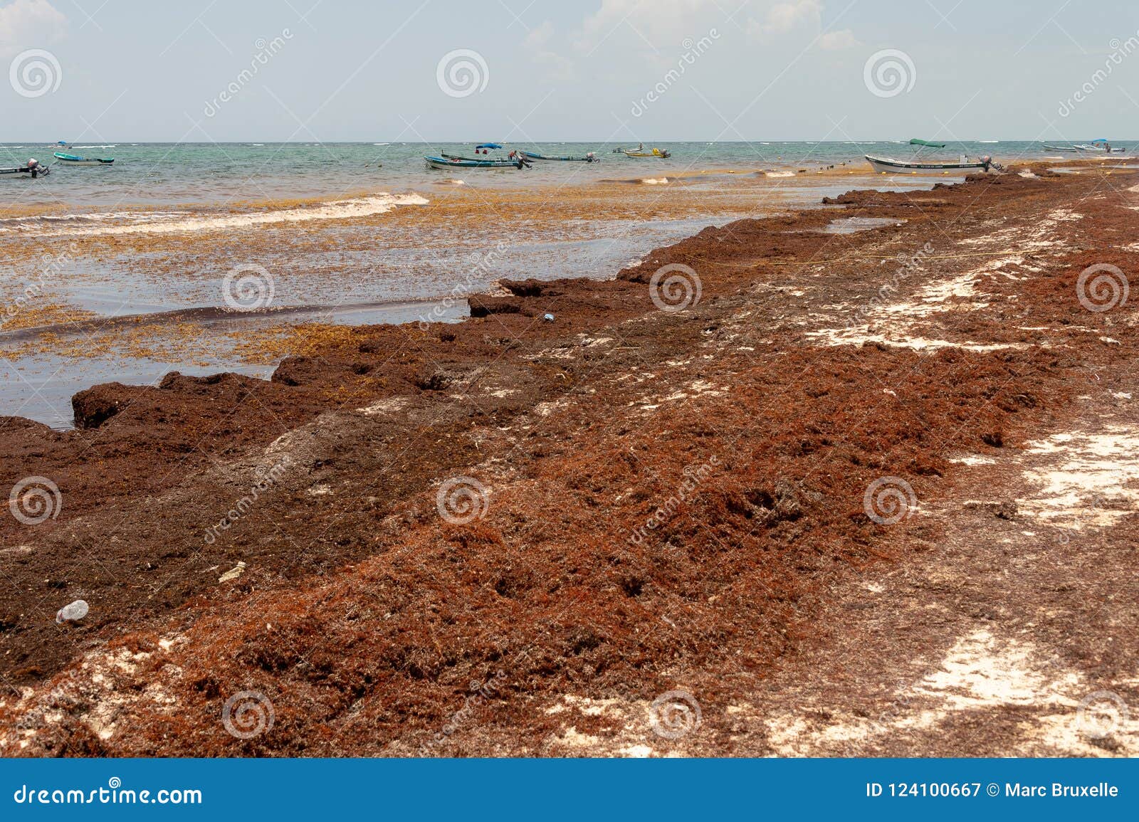 Patches of Sargassum Seaweed at Tulum Beach. Editorial Photography ... Patches of Sargassum Seaweed at Tulum Beach. Editorial Photography ...