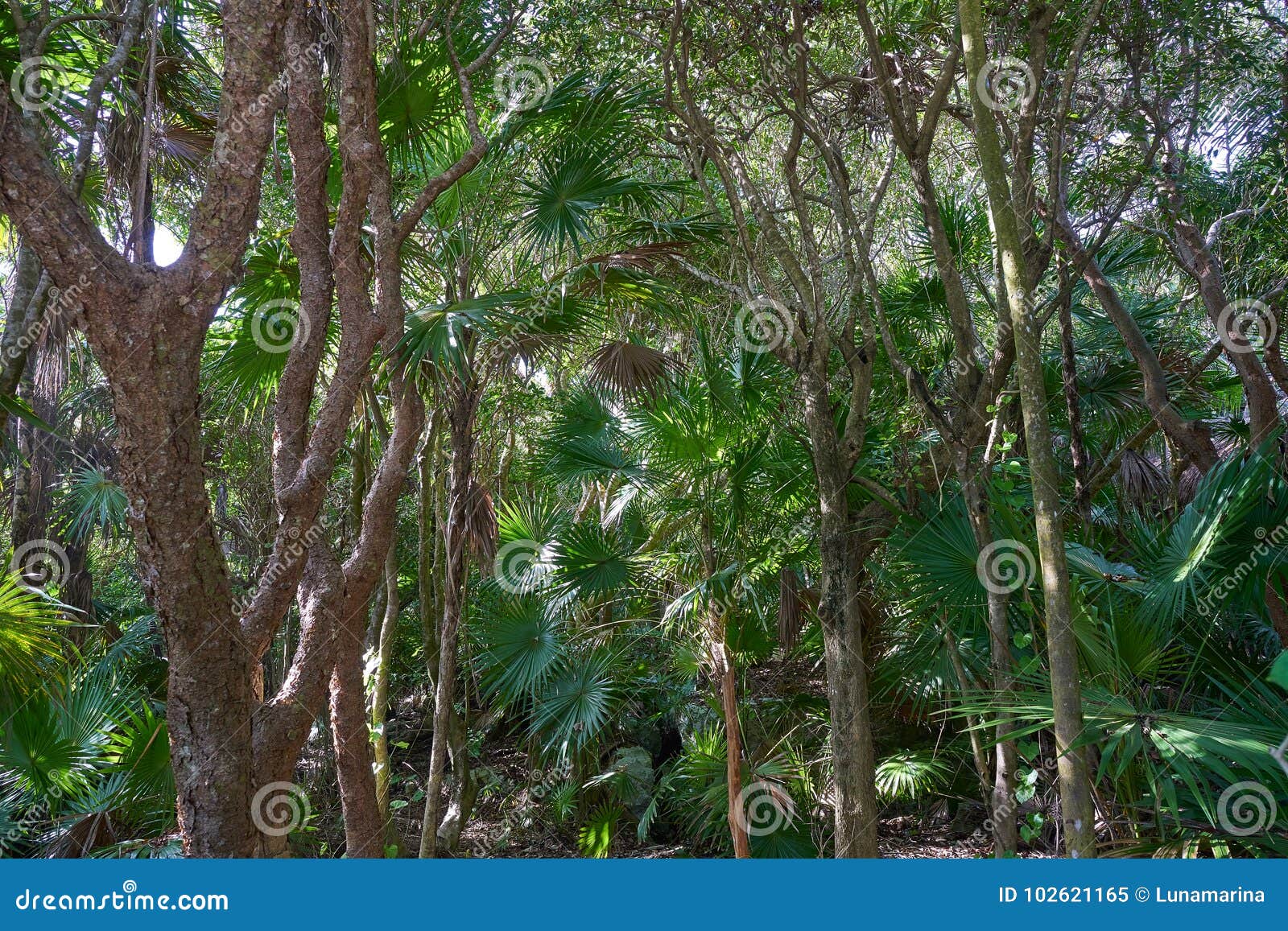 Tulum Riviera Maya Jungle in Mexico Stock Image - Image of growth ...