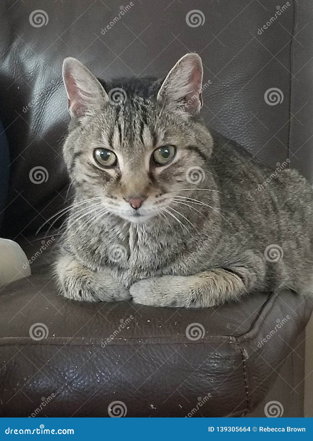 Tum tum the cat stock photo. Image of kitty, boswells - 139305664