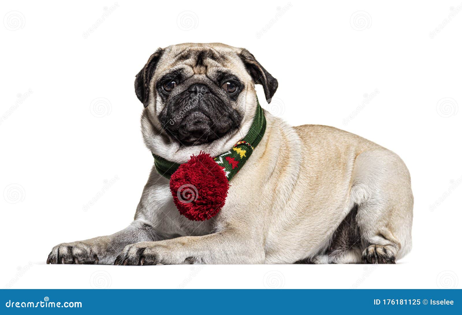 Tumbar imagen de archivo. Imagen de doméstico, animal - 176181125