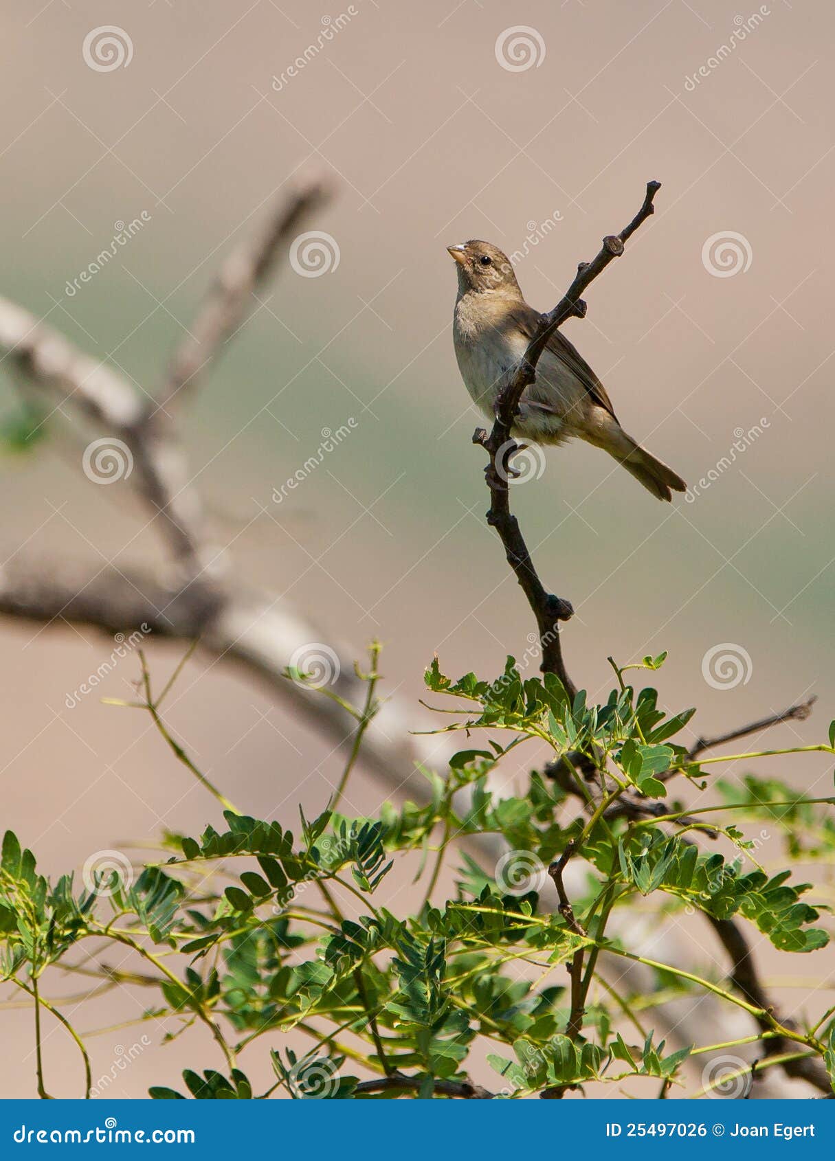 Tumbes Sparrow stock photo. Image of birds, details, branch - 25497026