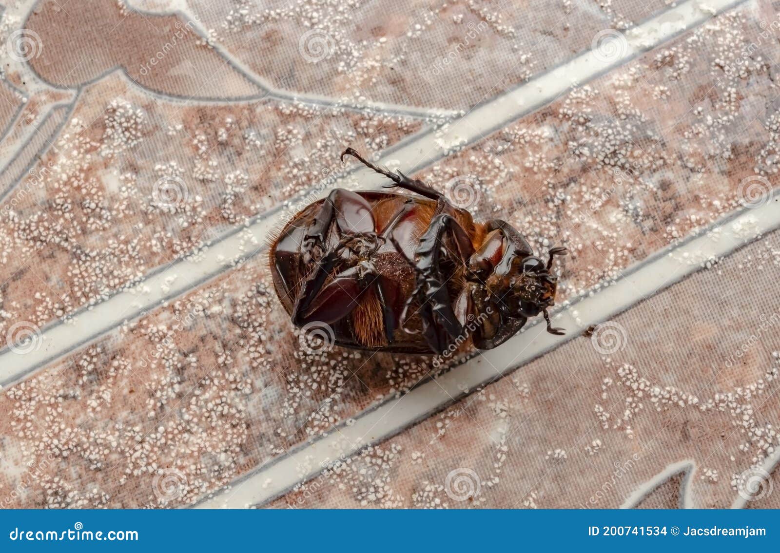 Tumble Bug on Its Back stock photo. Image of underneath - 200741534