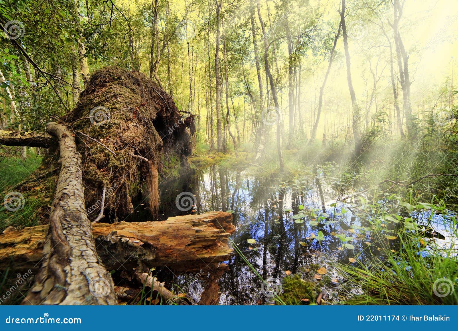 The tumbled down tree stock photo. Image of beams, environment - 22011174