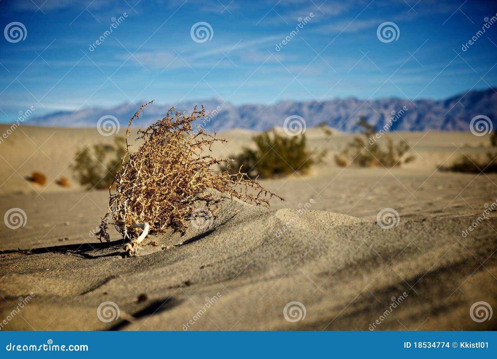Tumbleweed stock photo. Image of tumbleweed, national - 18534774