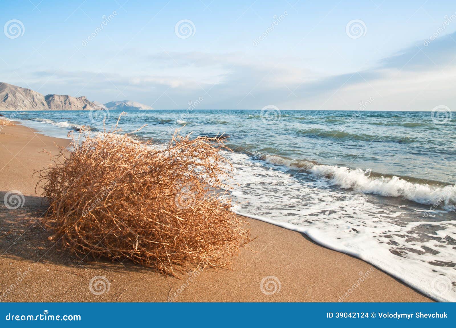 Tumbleweed stock photo. Image of beach, dustpiles, rolling - 39042124