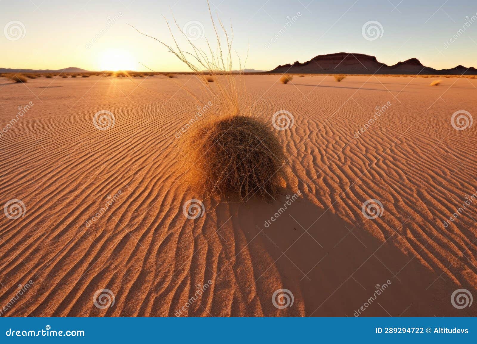 Tumbleweed Casts a Long Shadow on Desert Sand during Sunset Stock Photo ...