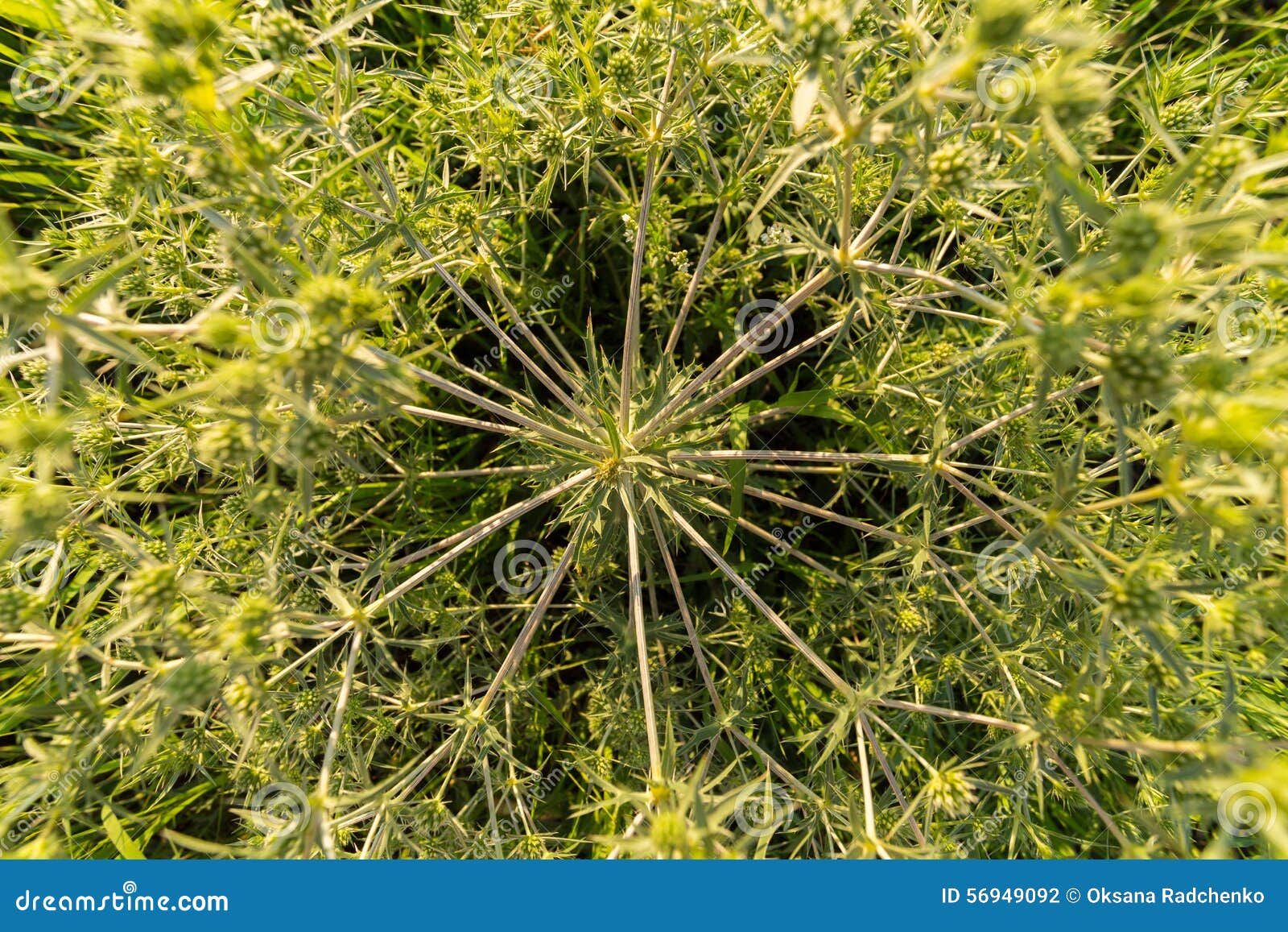 Tumbleweed close-up stock photo. Image of bloom, dusk - 56949092