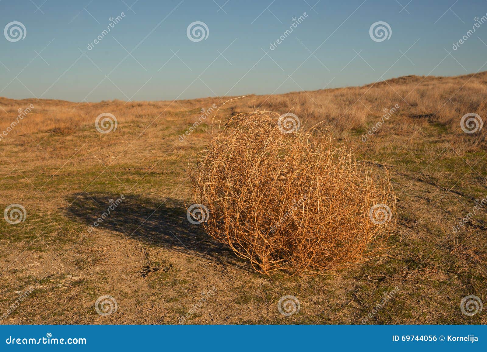 Tumbleweed stock photo. Image of landscapes, blue, arid - 69744056