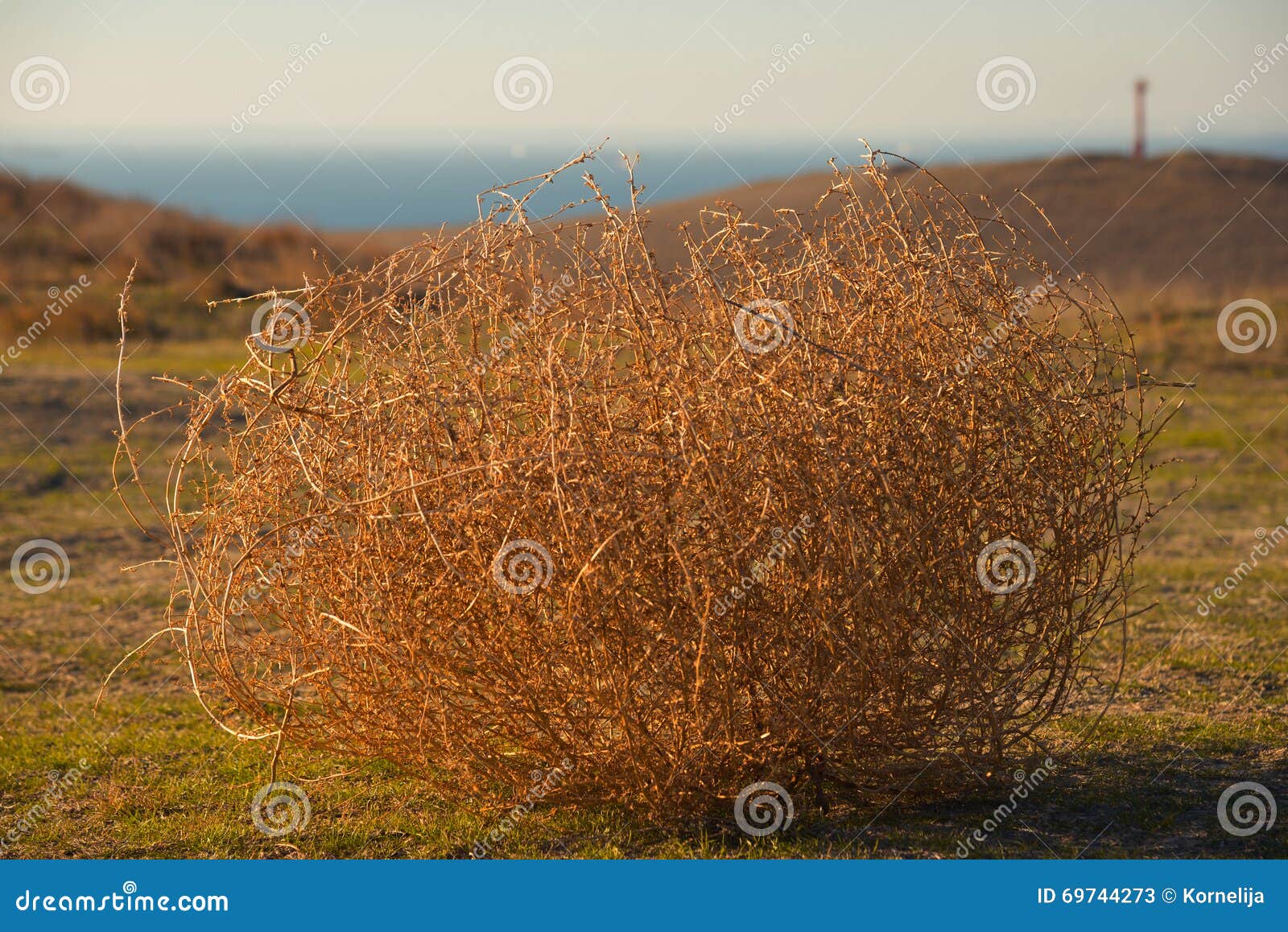 Tumbleweed stock image. Image of ranch, solitude, desert - 69744273