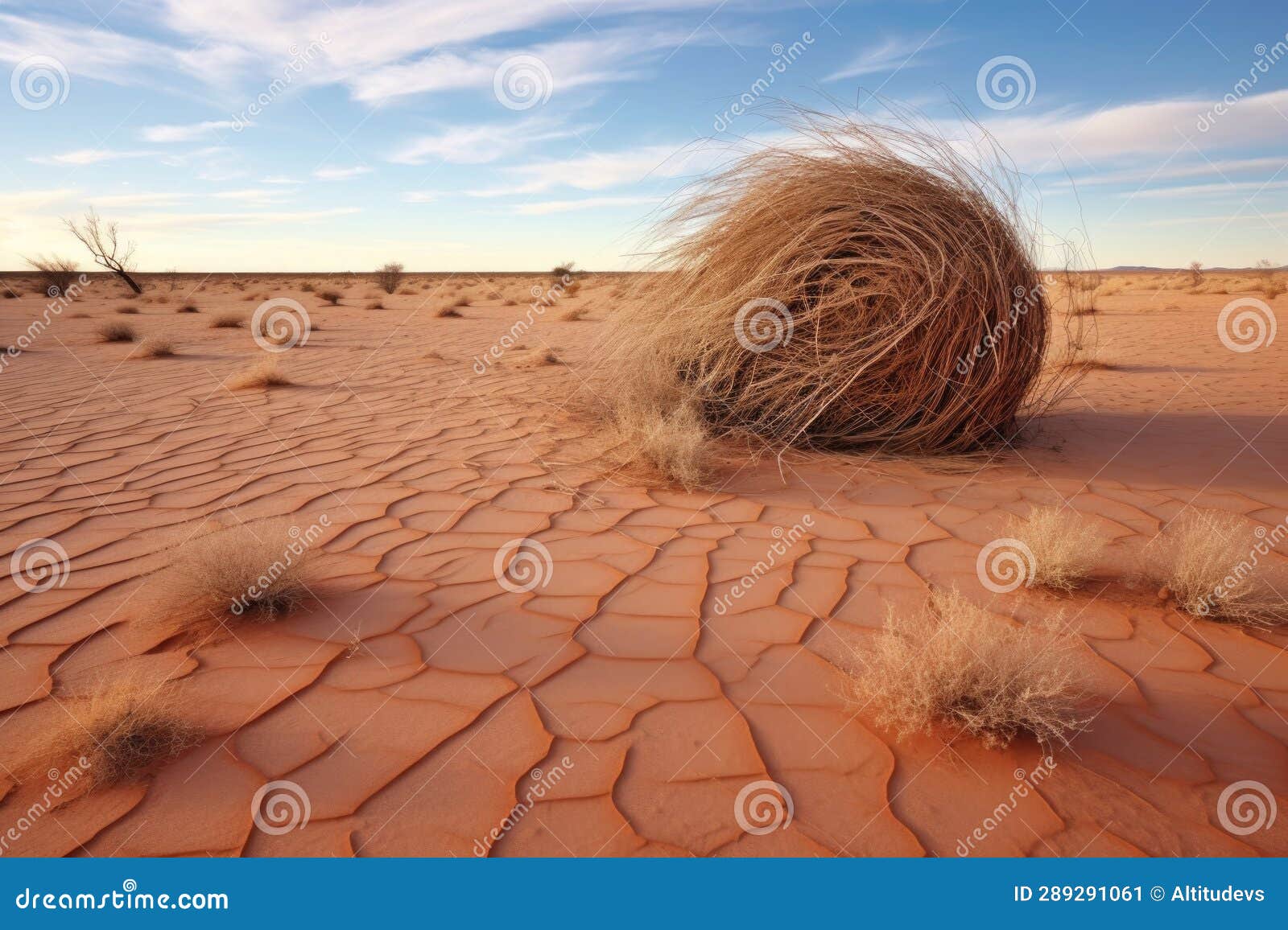 Tumbleweed Stock Photography | CartoonDealer.com #69744056