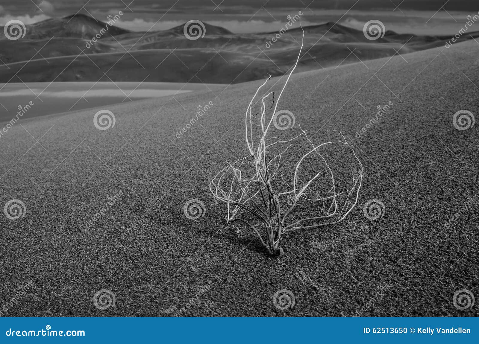 Tumbleweed in Sand Dunes stock photo. Image of sand, alamosa - 62513650