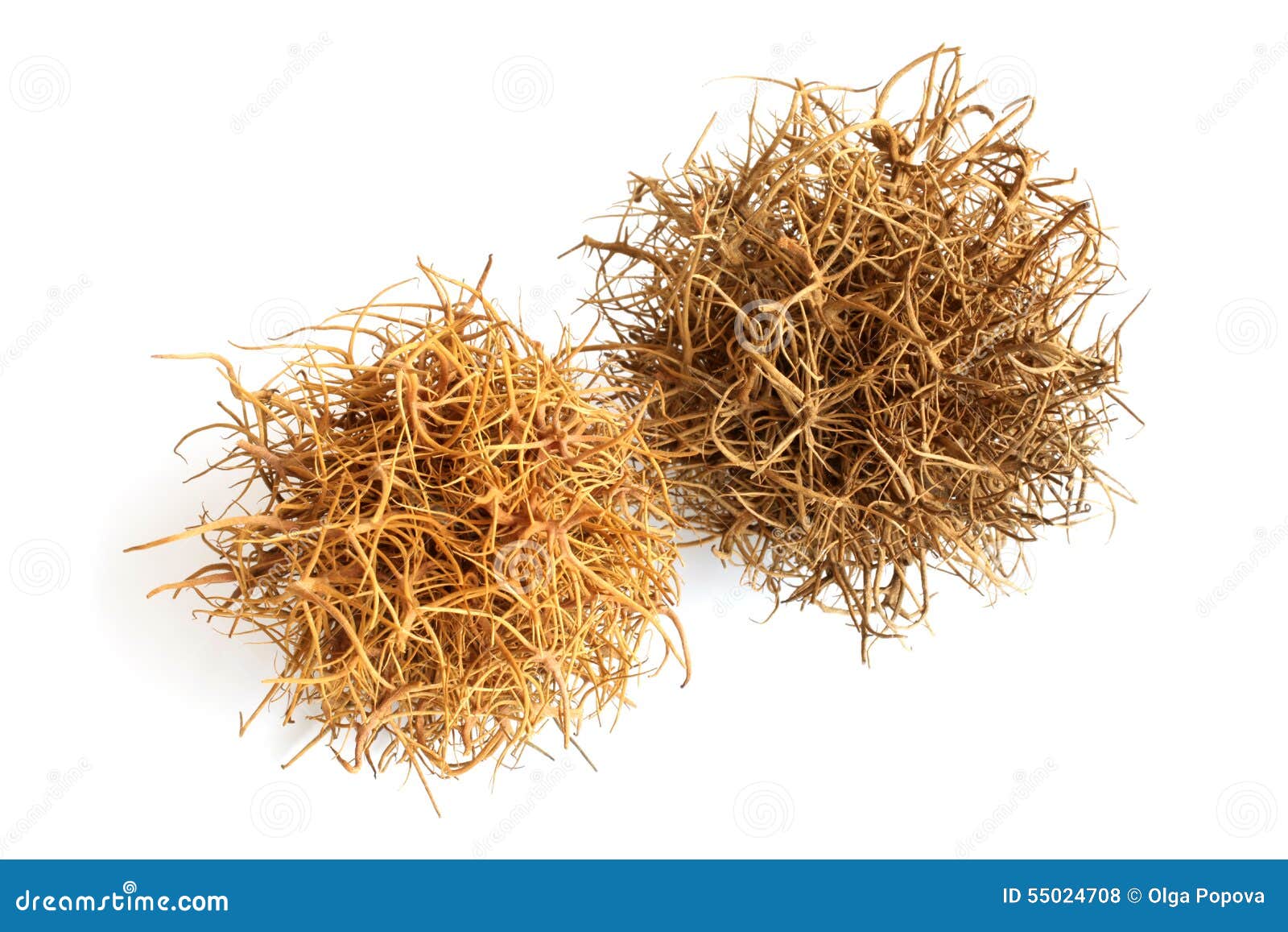 Tumbleweed Stock Photo | CartoonDealer.com #419622