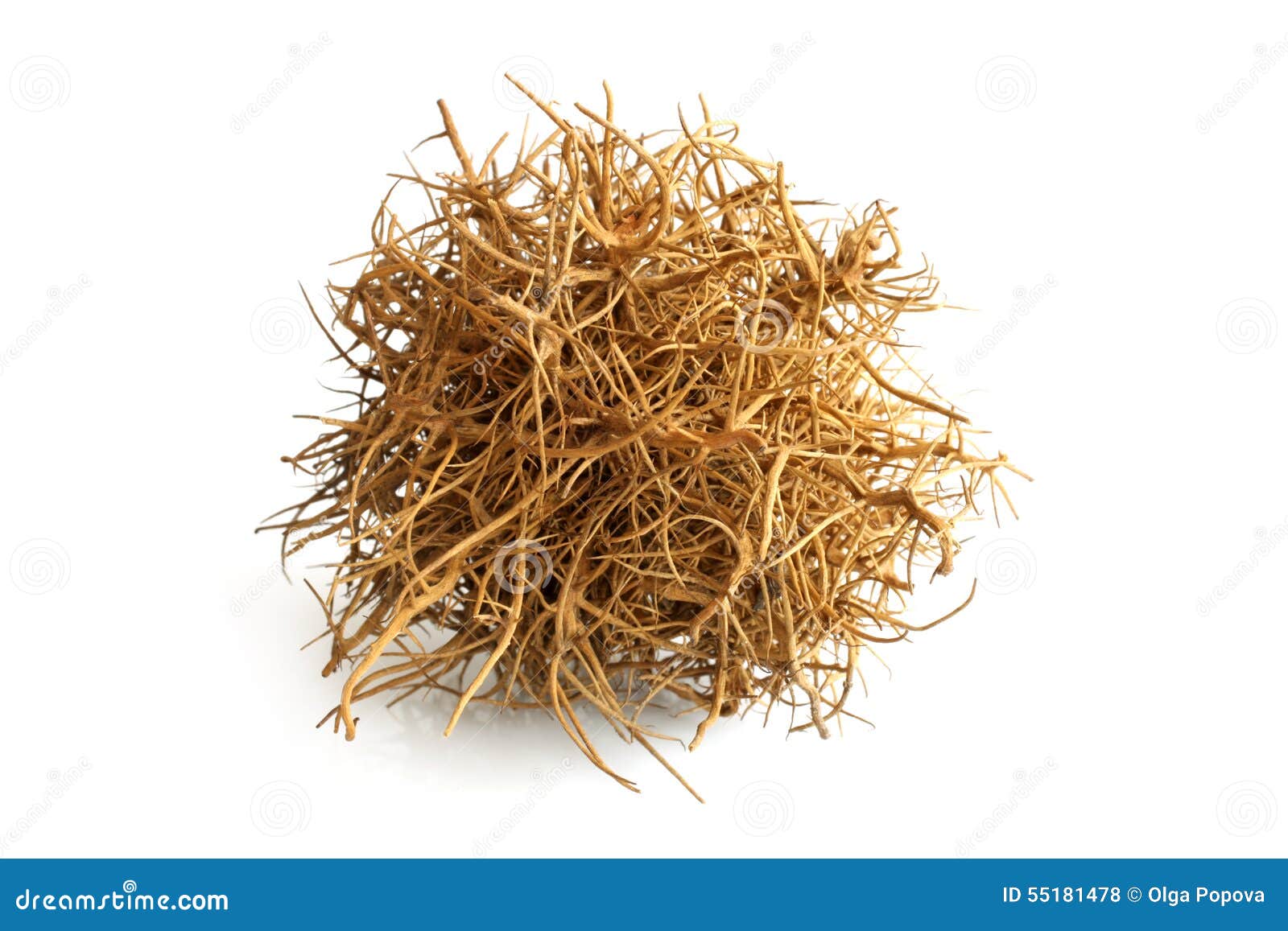 Tumbleweed stock photo. Image of blowing, bush, branches - 55181478